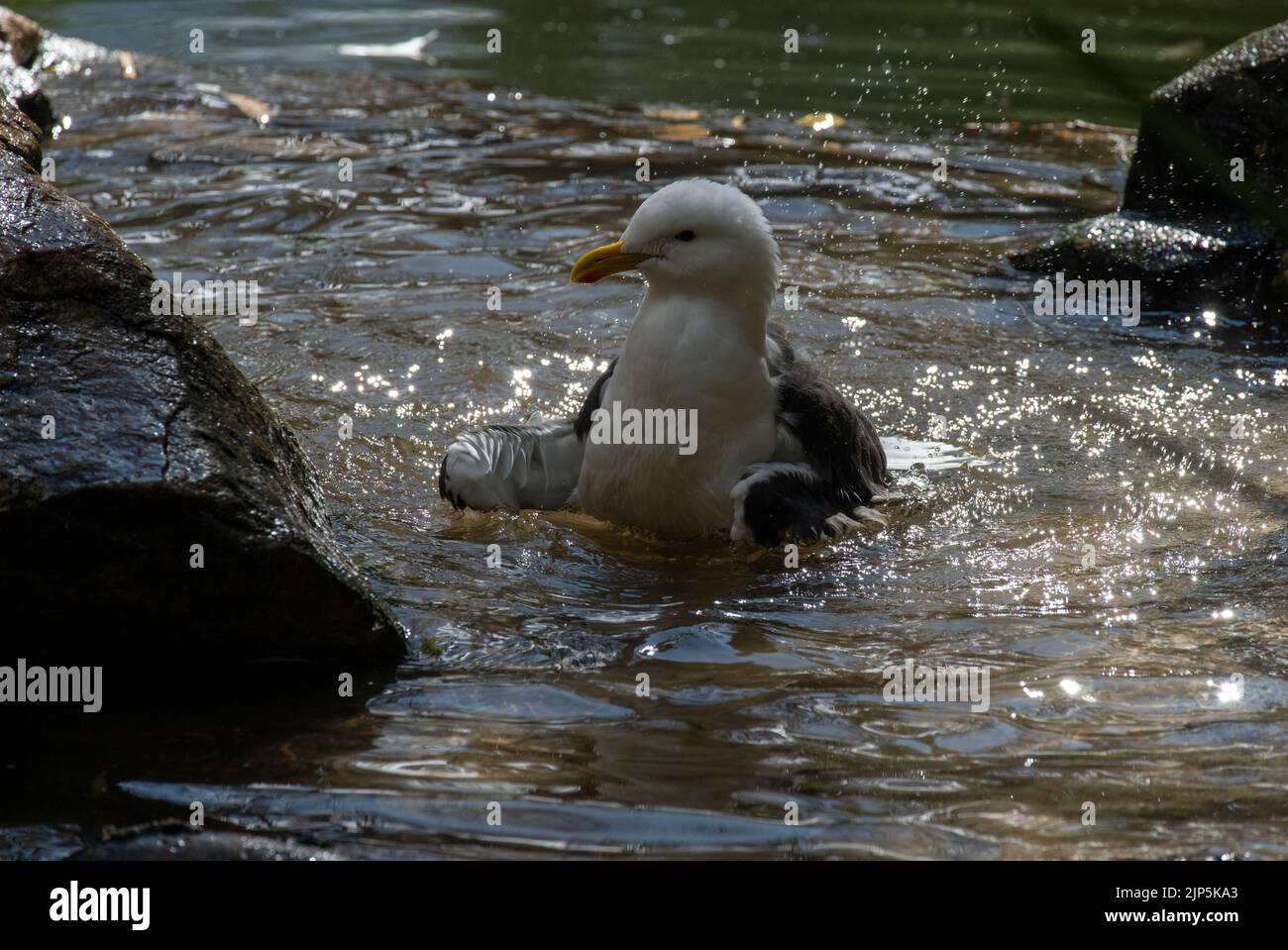 Close -up of a Kelp Gull (Larus dominicanus) in Sydney, NSW, Australia ...