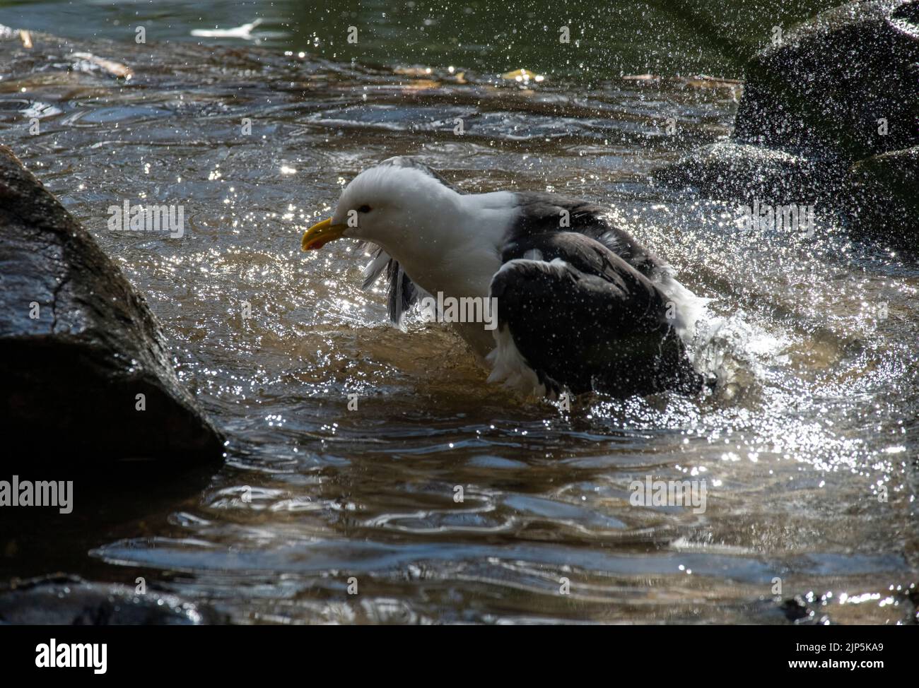 A Kelp Gull (Larus dominicanus) splashes water over its back in Sydney ...