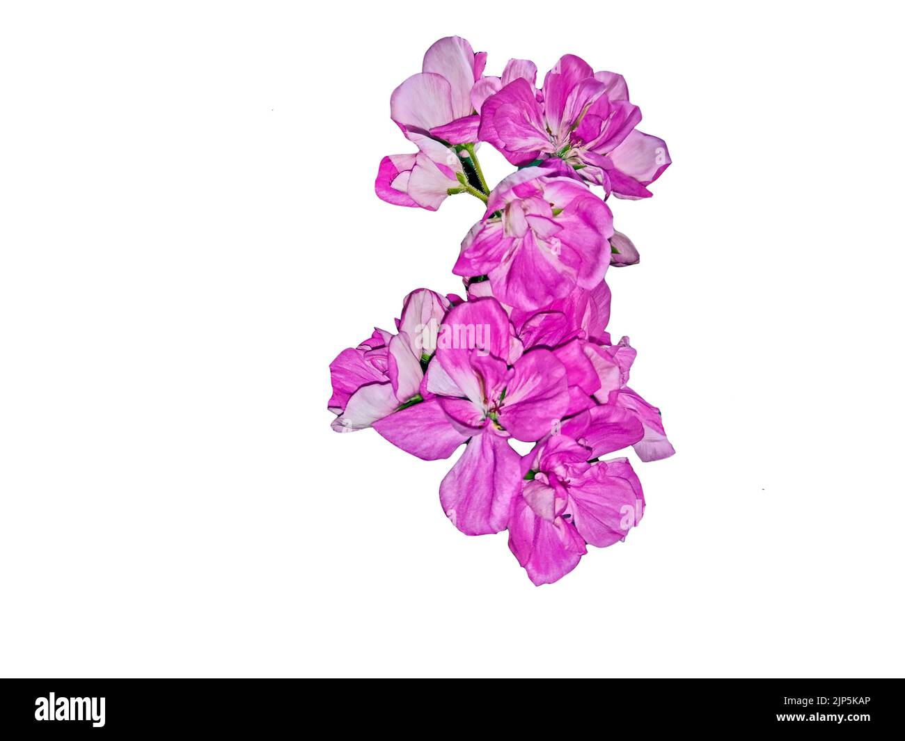 A purple muscate (Pelargonium zonale) flower isolated on the white ...