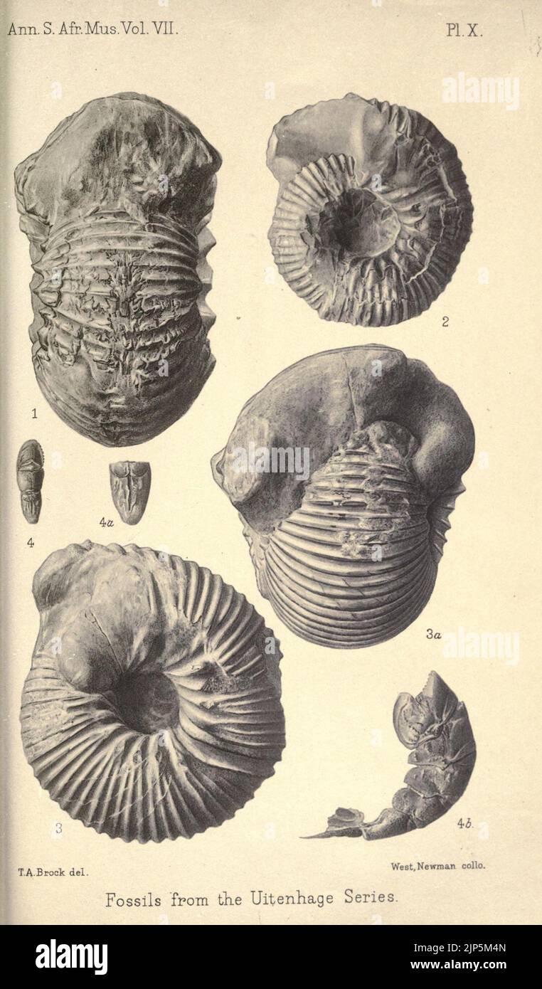 The invertebrate fauna and palaeontological relations of the Uitenhage ...
