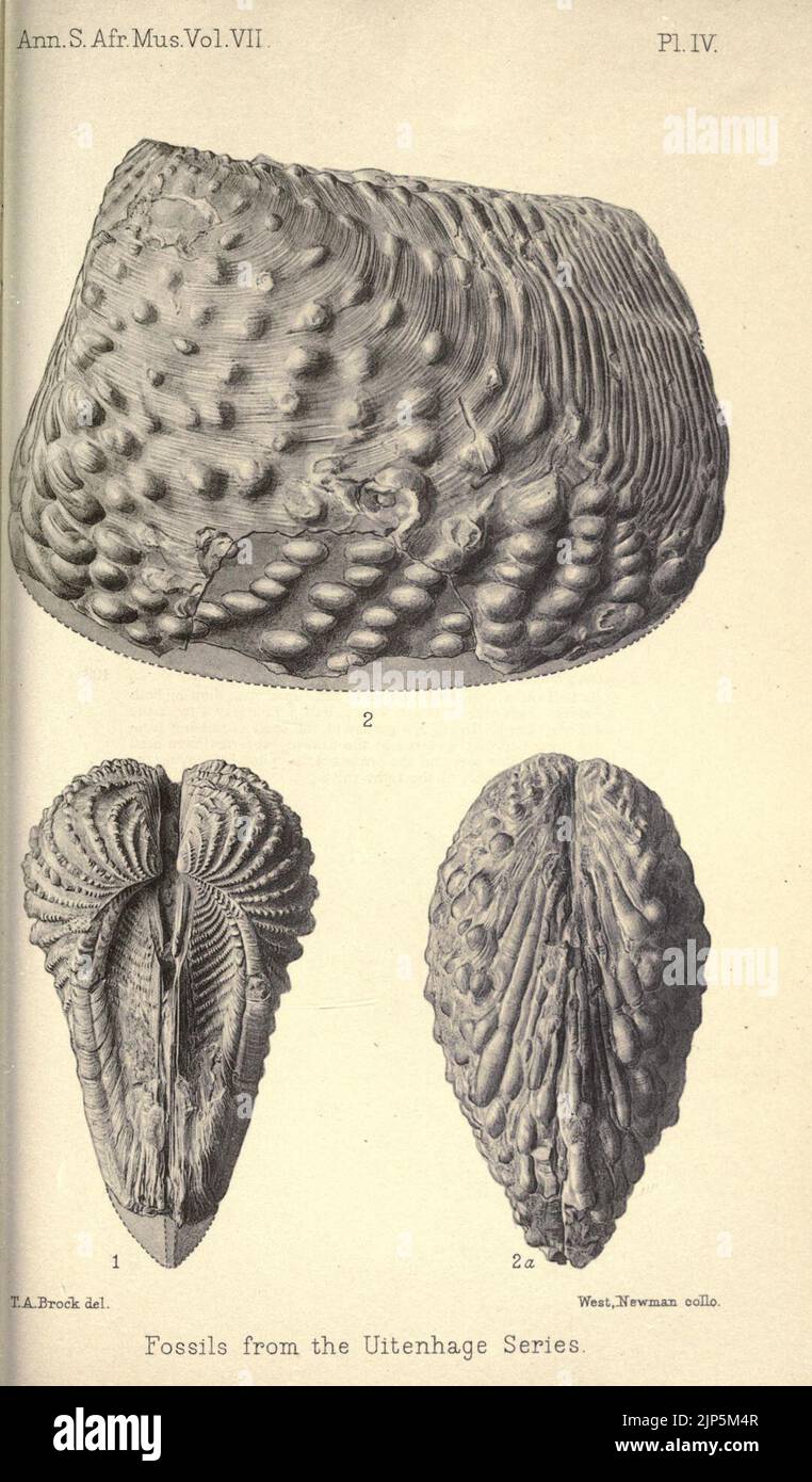 The invertebrate fauna and palaeontological relations of the Uitenhage ...