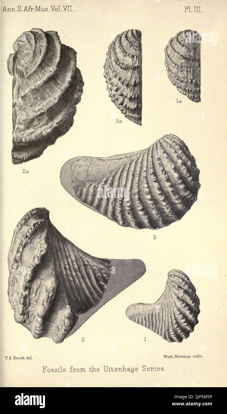 The invertebrate fauna and palaeontological relations of the Uitenhage ...