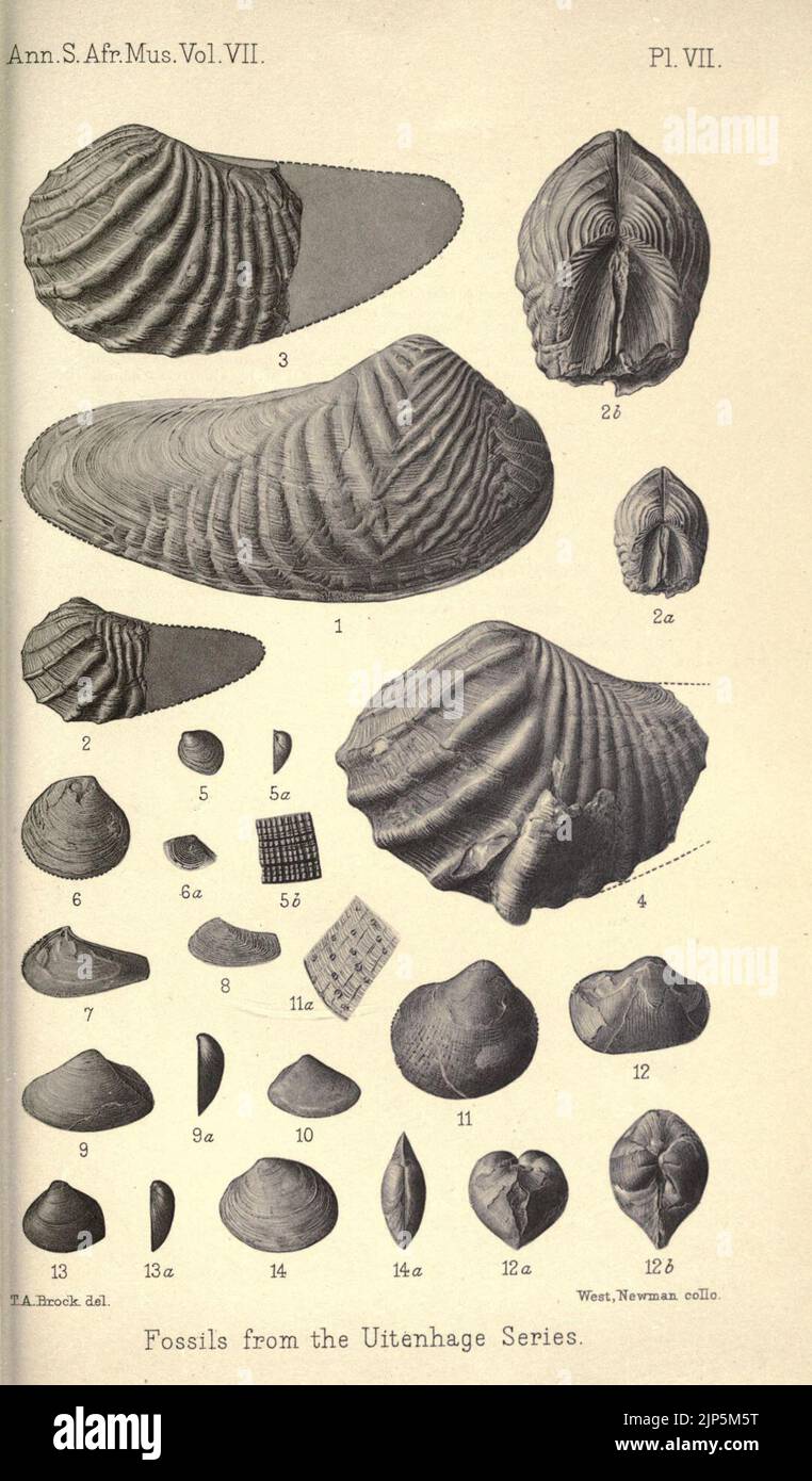 The invertebrate fauna and palaeontological relations of the Uitenhage ...
