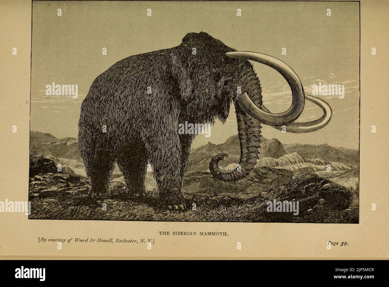 The ivory king (Plate III) (7583929098 Stock Photo - Alamy