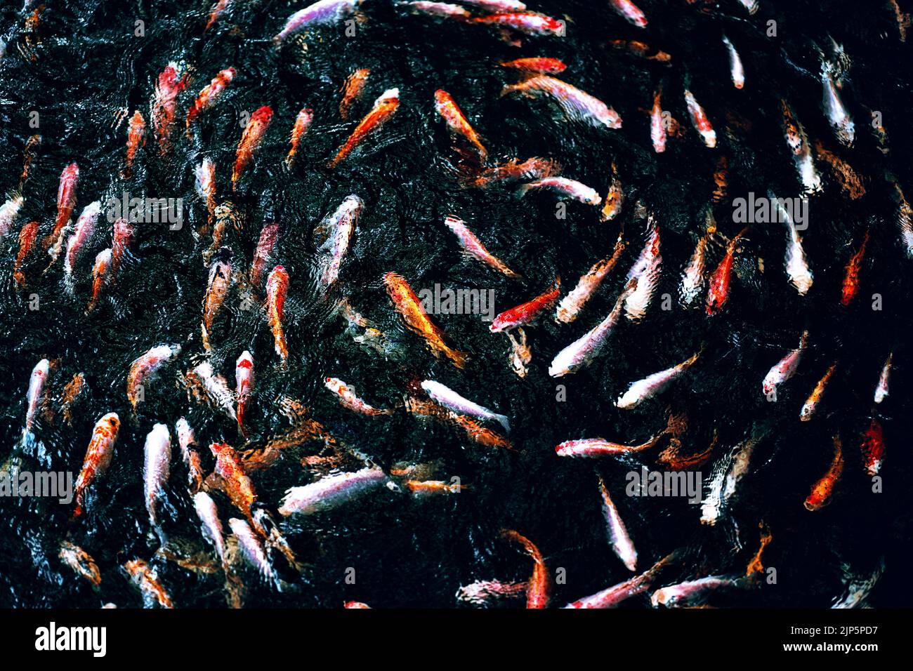 A top view closeup of beautiful fish in a pond Stock Photo - Alamy