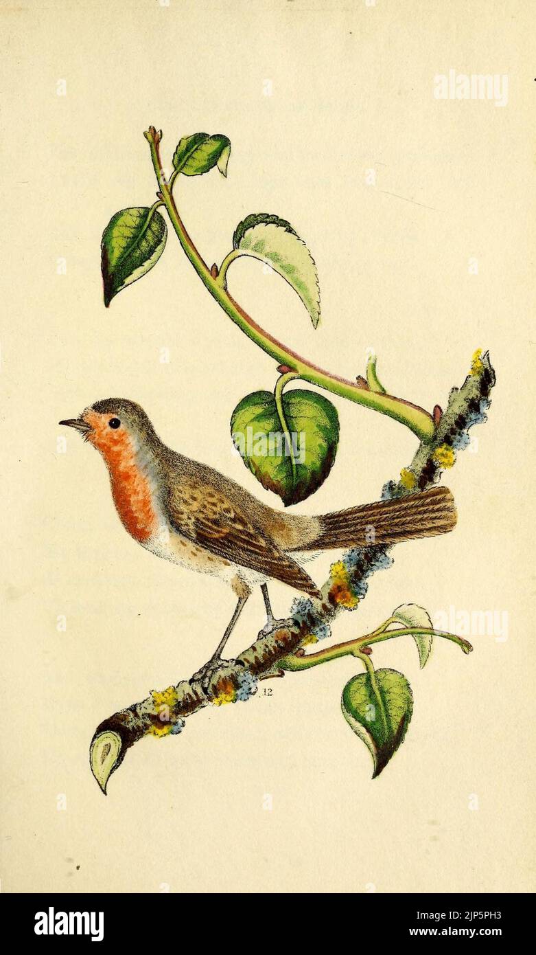 Language of birds hi-res stock photography and images - Alamy