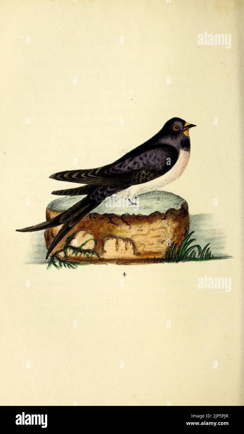 The language of birds (18494580611 Stock Photo - Alamy