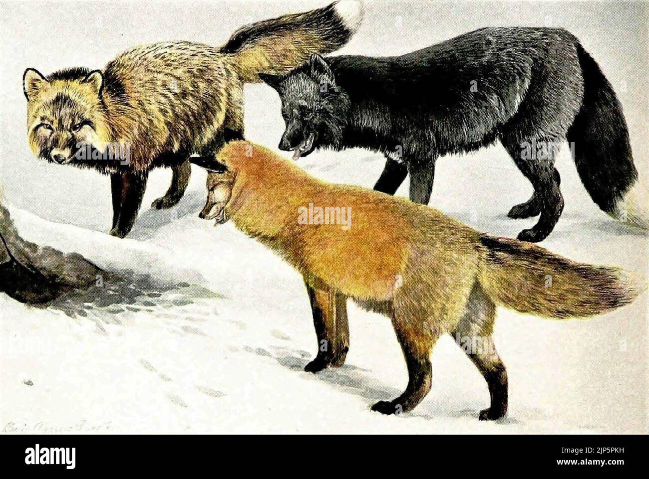 The larger North American mammals (Page 418) (red fox color variants ...