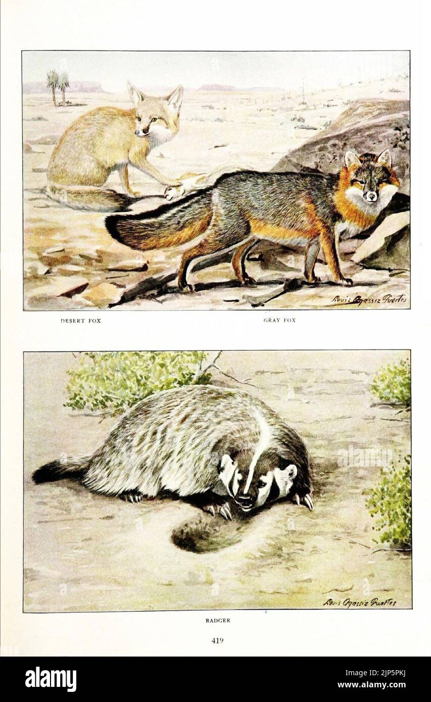 North american mammals hi-res stock photography and images - Alamy