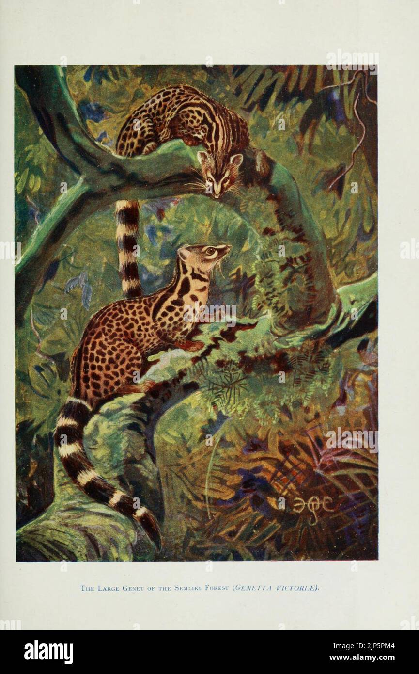 The large genet of the semliki forest, genetta victoriae Stock Photo ...