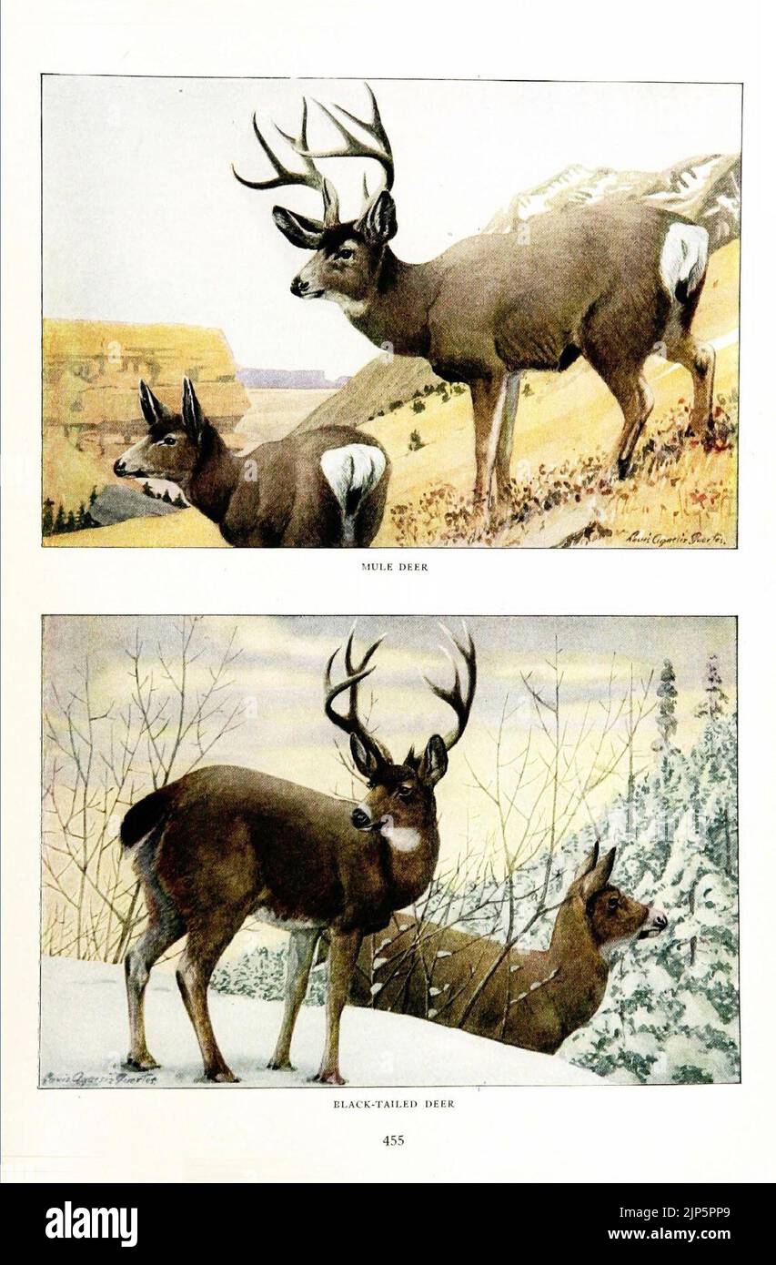 North american mammals hi-res stock photography and images - Alamy