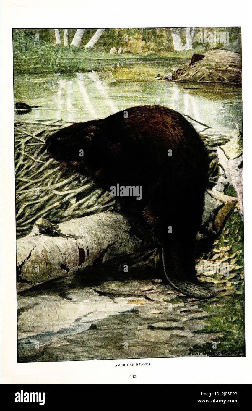 North american mammals hi-res stock photography and images - Alamy