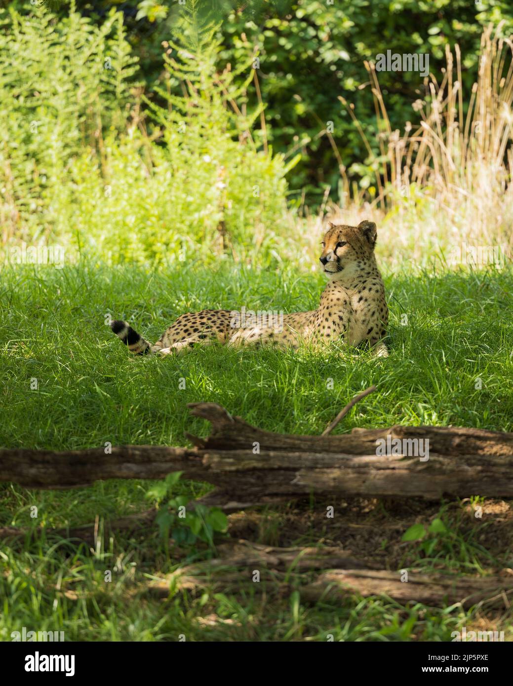 A vertical shot of a beautiful cheetah laying on green grass Stock ...