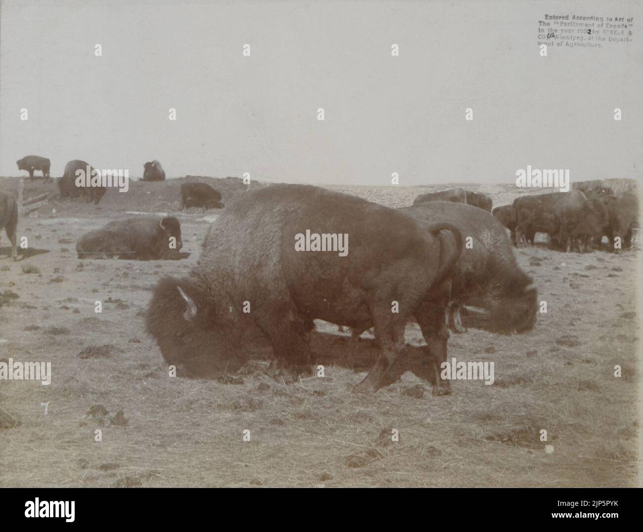 The last of the Canadian buffaloes Photo No 581 Stock Photo - Alamy