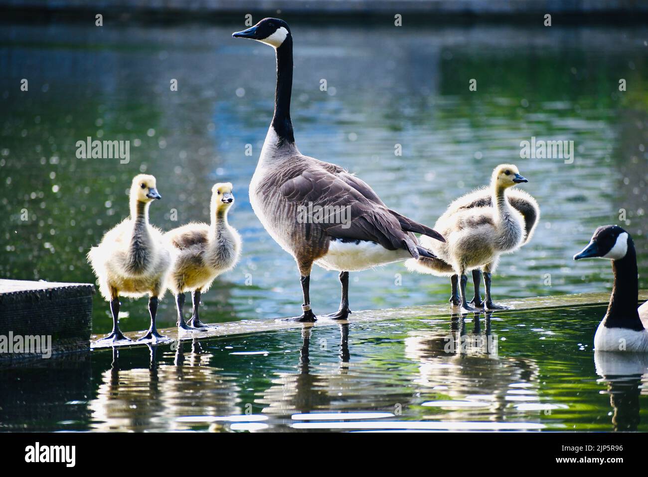 Aposite hi-res stock photography and images - Alamy