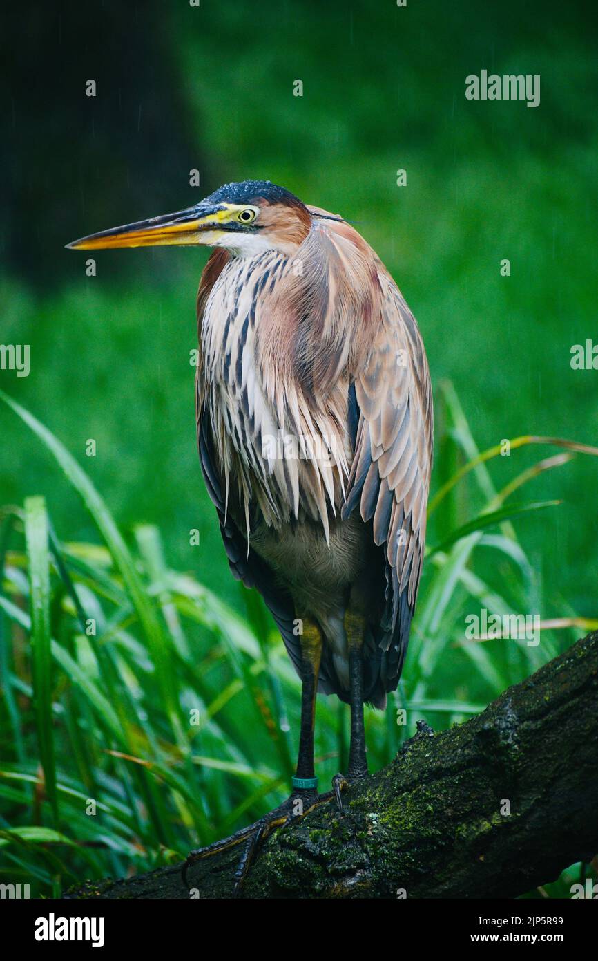 Beautiful photos of animals hi-res stock photography and images - Alamy