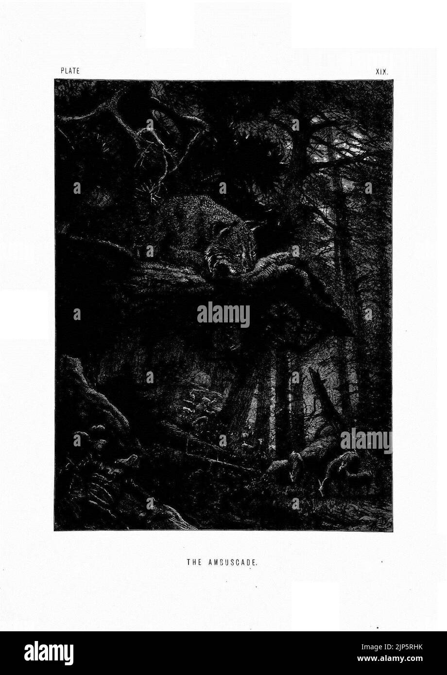 The life and habits of wild animals (Plate XIX) (8199193269 Stock Photo ...
