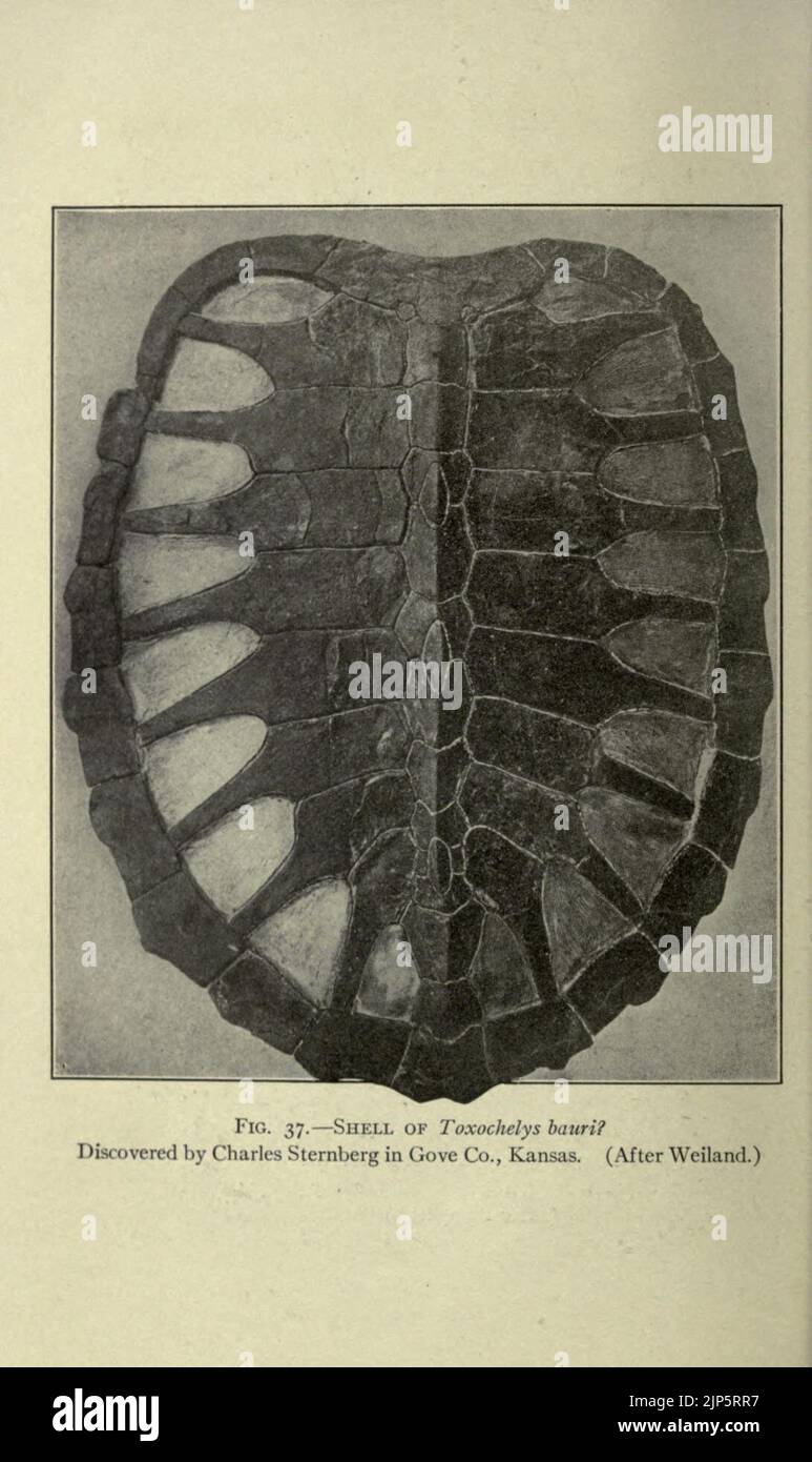 The life of a fossil hunter Stock Photo - Alamy