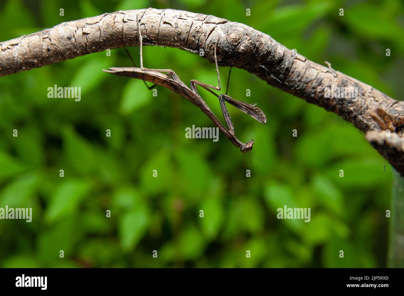 Chinese mantis (Tenodera sinensis) - Praying Mantis on branch. Isolated ...