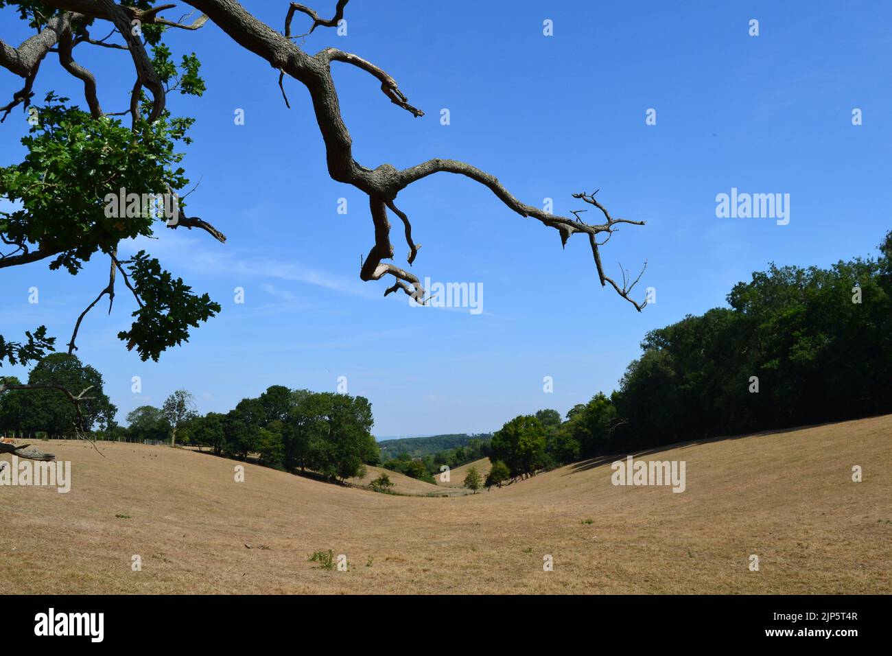 Drought conditions in Shoreham, Kent, parched fields on hot August day ...