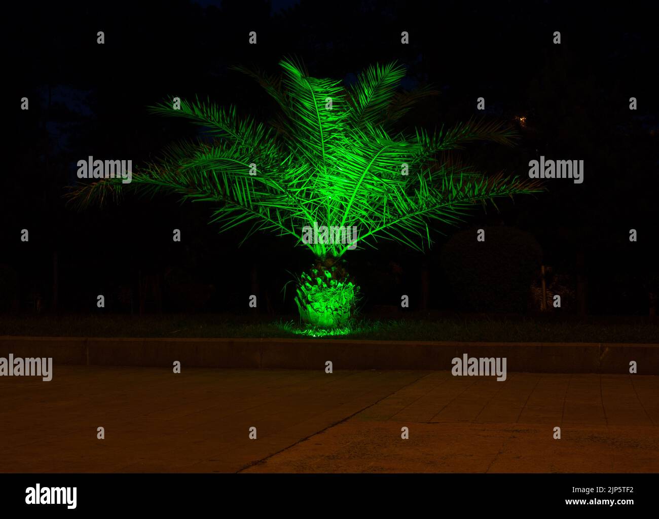 The palm tree is illuminated with green light. Park in the evening ...