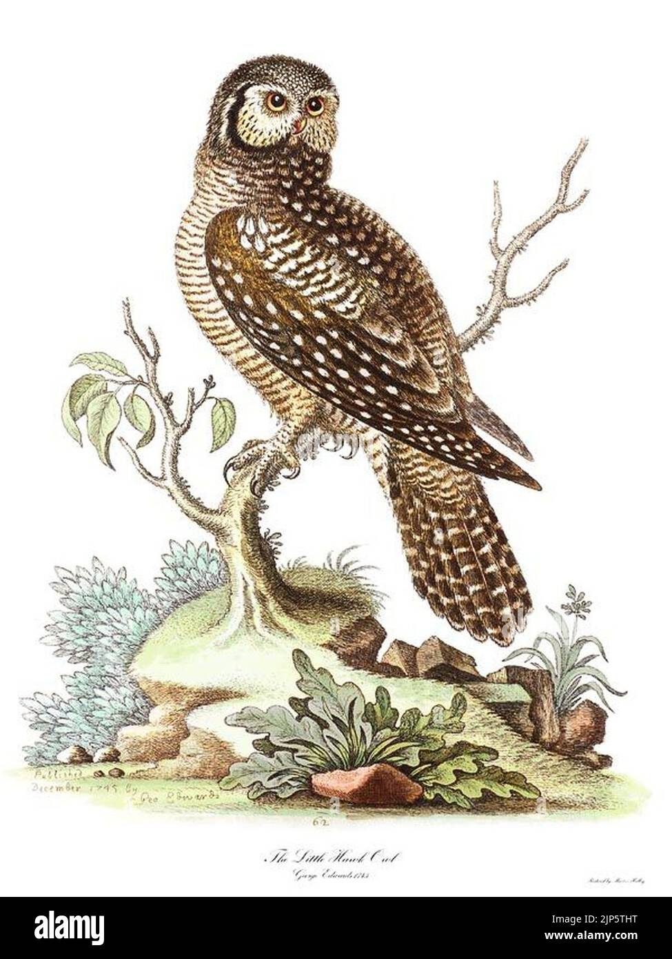 The Little Hawk Owl Stock Photo - Alamy