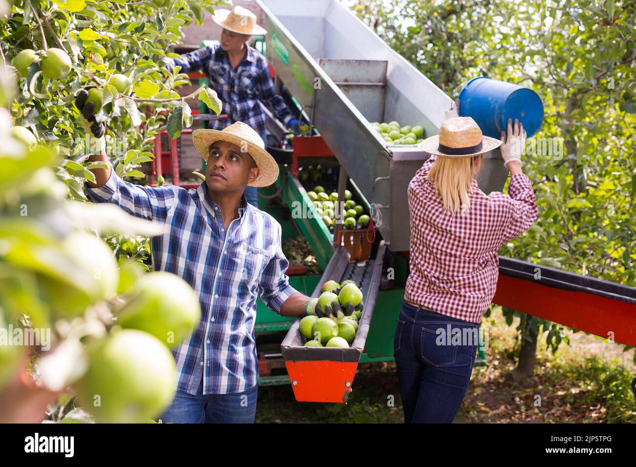 Team of workers are harvesting apples and sorting in a professional ...