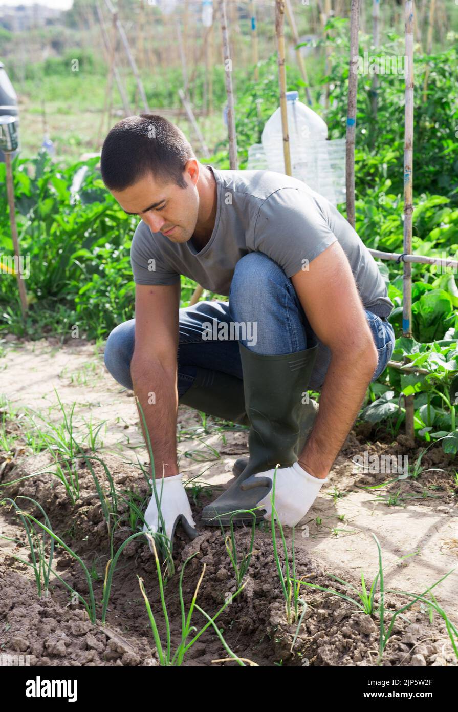 Man controlling process of growing plants in vegetable garden Stock ...