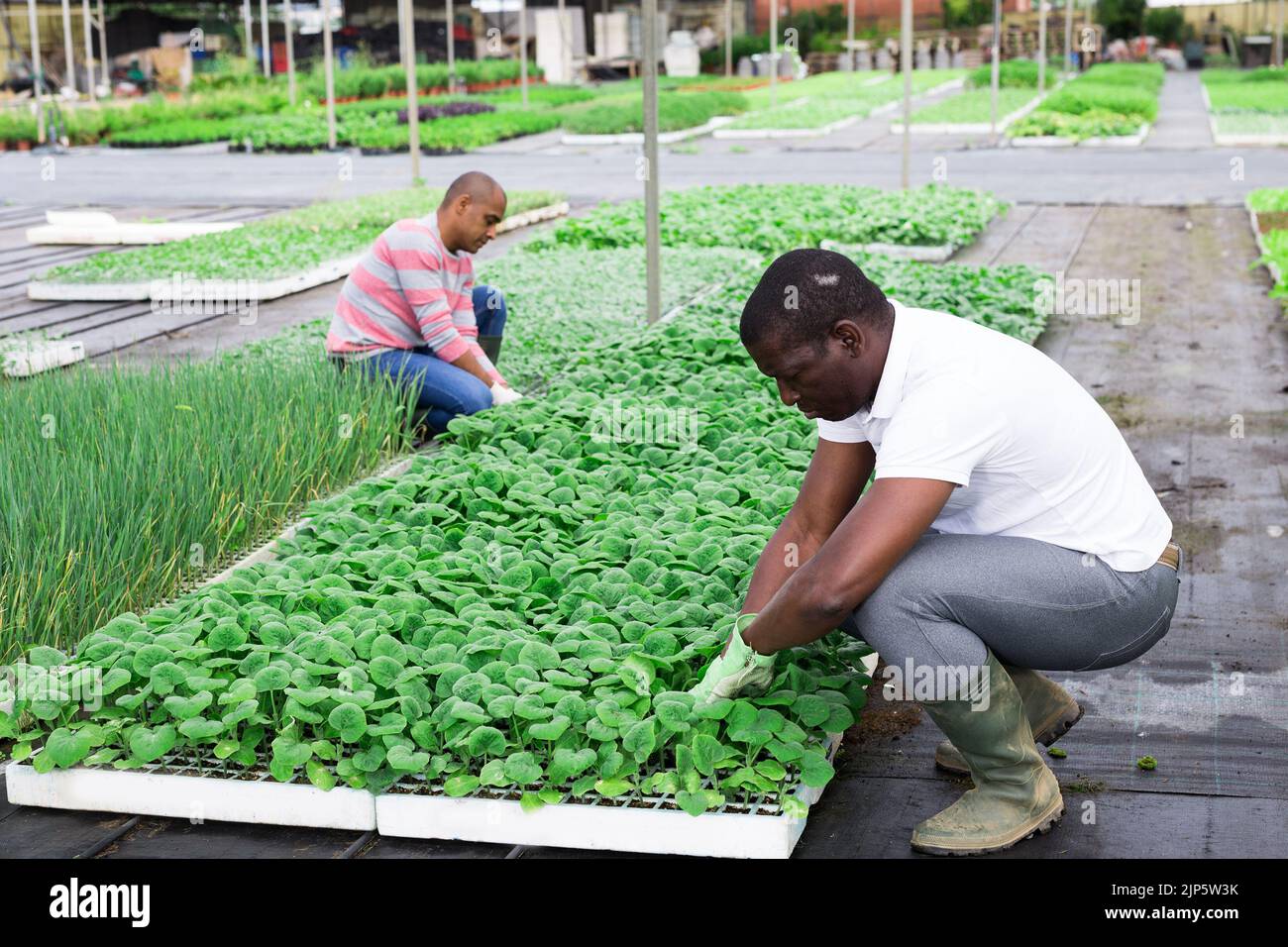 Multinational team of gardeners working with plants Stock Photo - Alamy