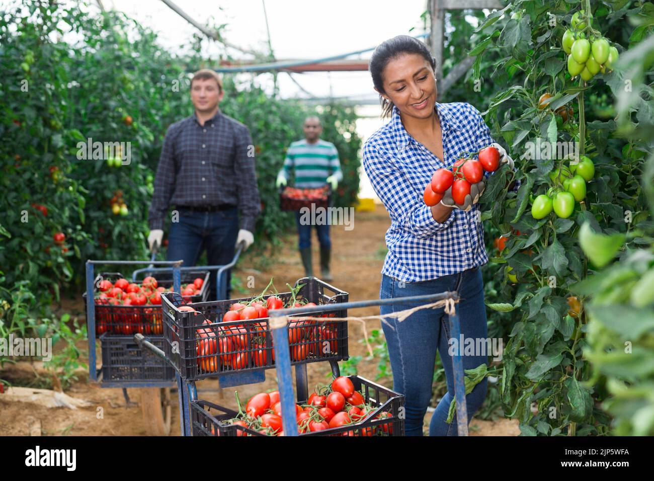 International farmer team harvesting tomatoes in greenhouse Stock Photo ...
