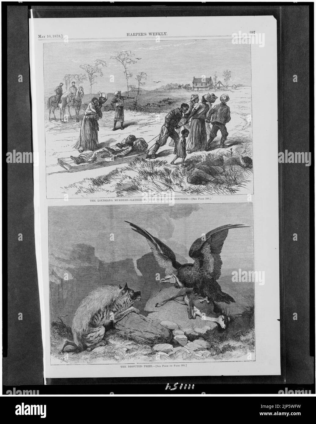 The Louisiana murders - gathering the dead and wounded The disputed ...