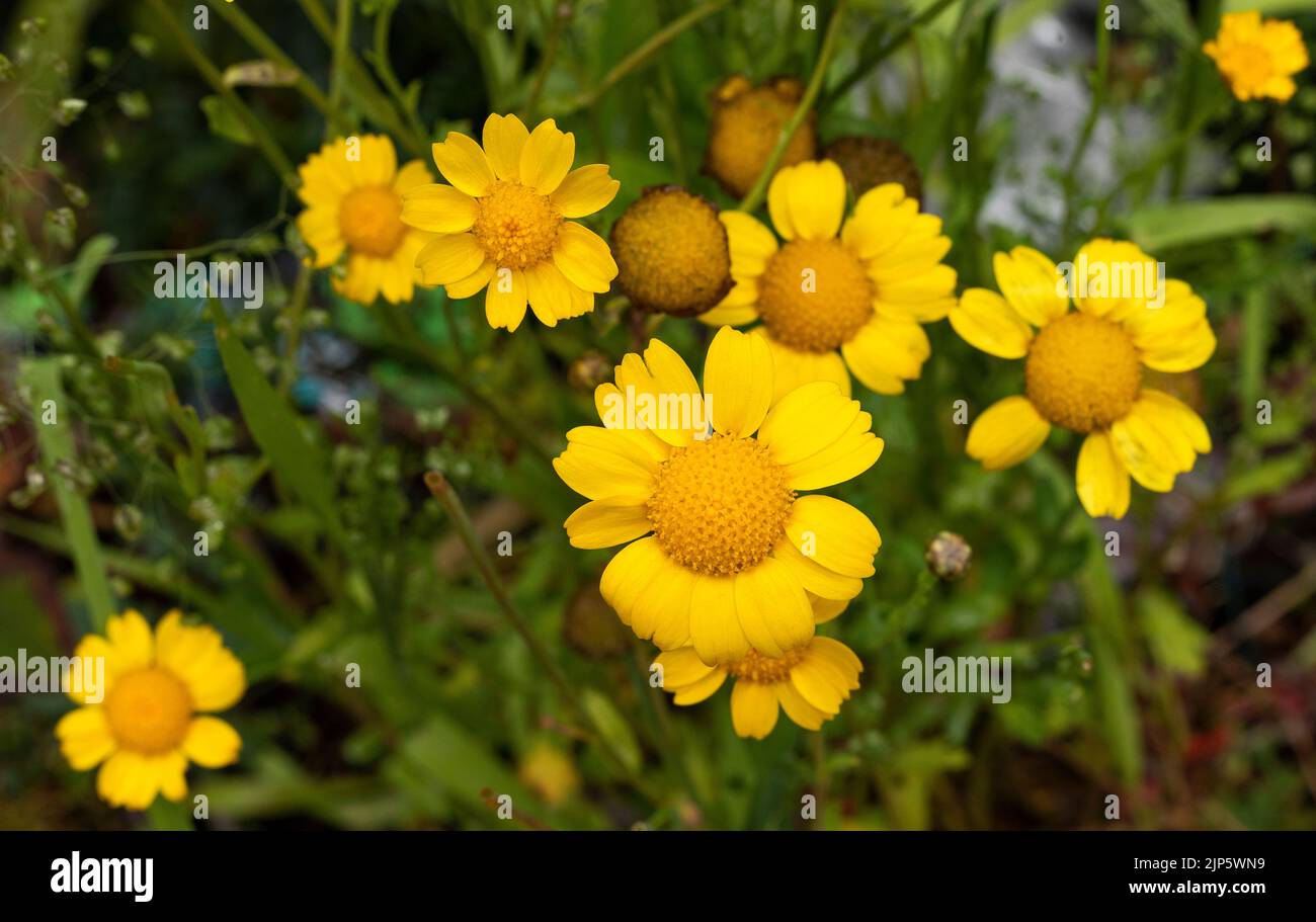 beautiful Glebionis segetum corn marigold corn daisy flower blooms ...