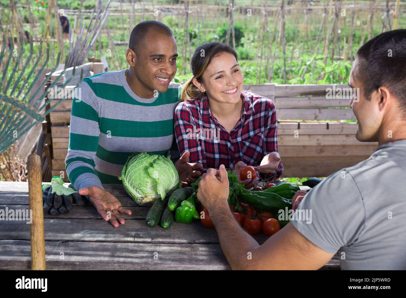 Professional gardeners talking after harvesting of vegetables Stock ...