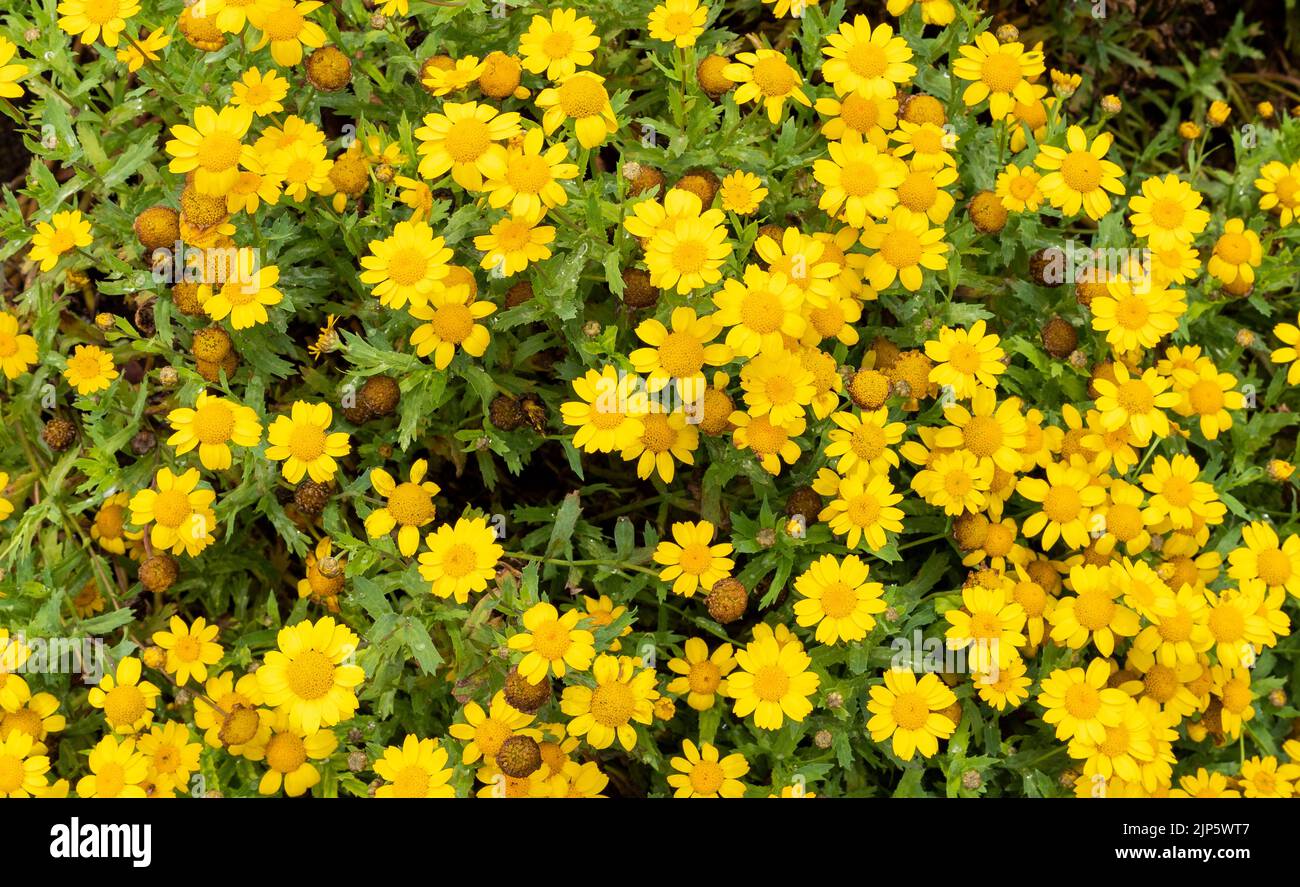 beautiful Glebionis segetum corn marigold corn daisy flower blooms ...
