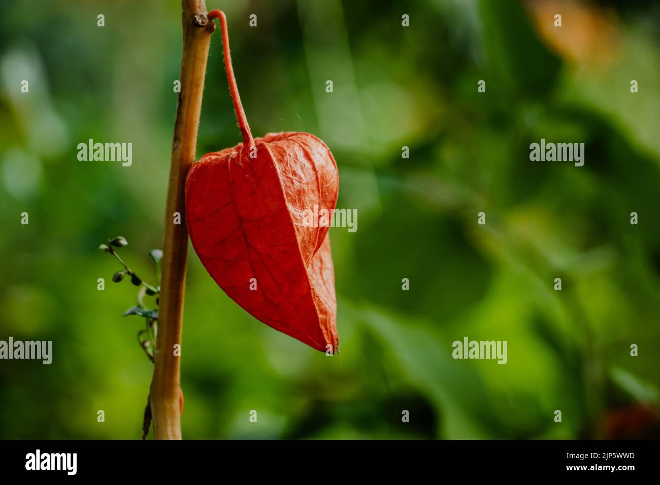 Chinese lantern fruit hi-res stock photography and images - Alamy