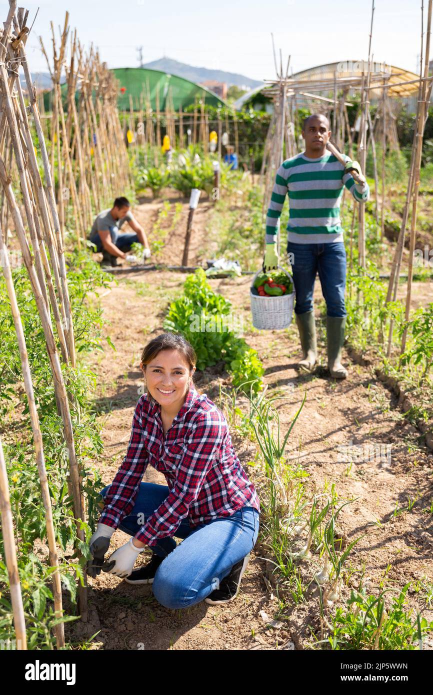 Peruvian woman gardener fastening tomato plants on supporting trellis ...