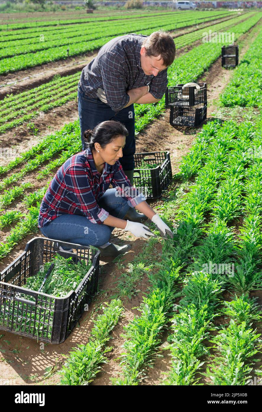 Farm owner gives instructions to the hired worker on the field Stock ...