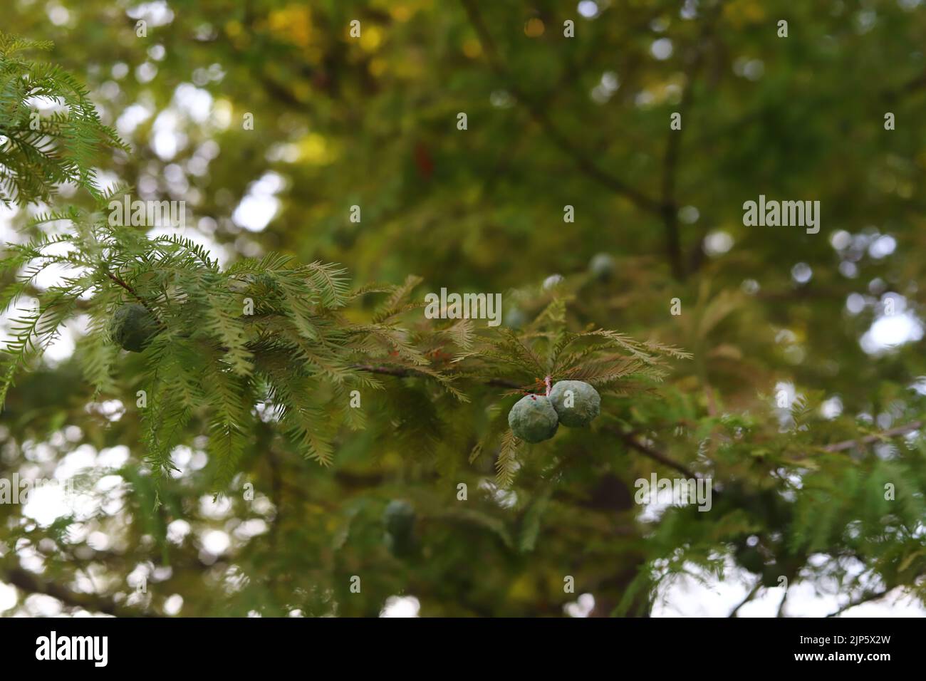 Two seeds hi-res stock photography and images - Alamy