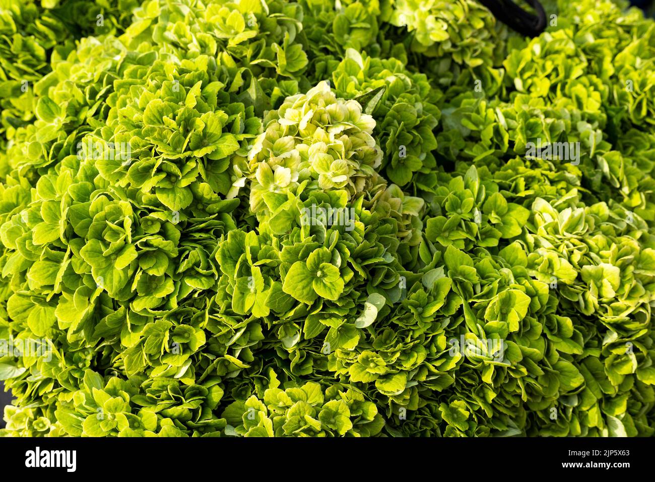 Colorful and exotic Colombian flowers in the market square Stock Photo ...