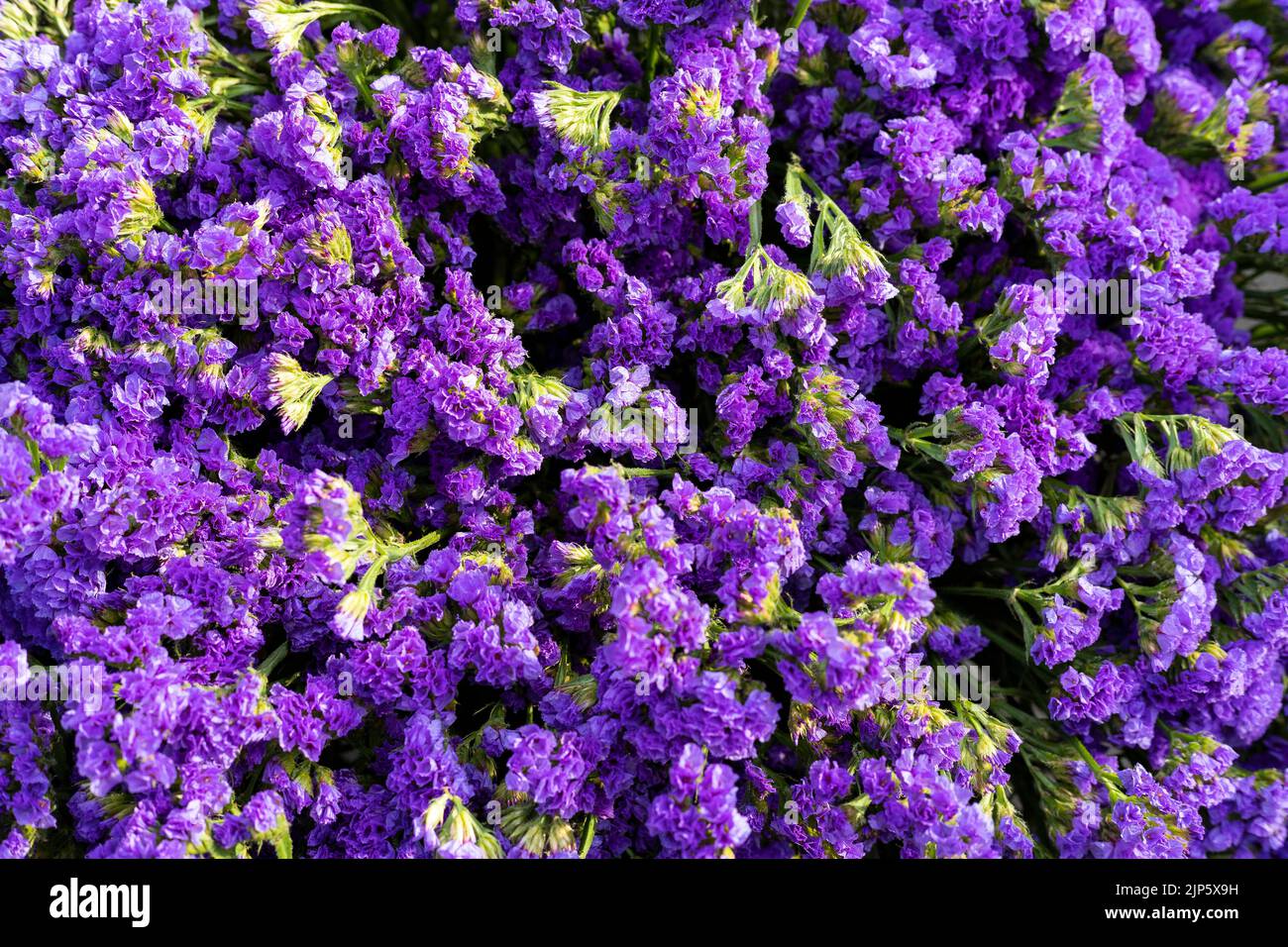 Colorful and exotic Colombian flowers in the market square Stock Photo ...
