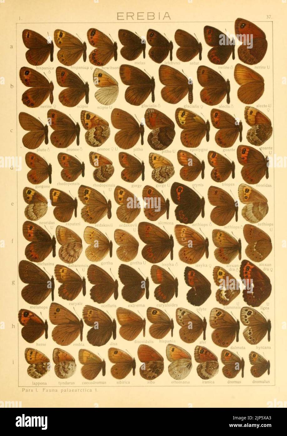 The Macrolepidoptera of the world (Taf. 37) (8145249879 Stock Photo - Alamy