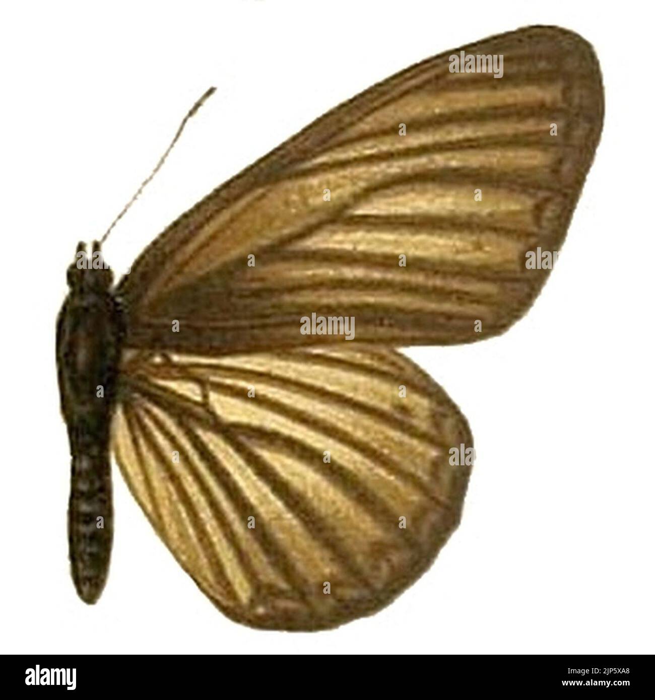 The Macrolepidoptera of the world (Taf. 55) (8145288426) Aldania raddei ...