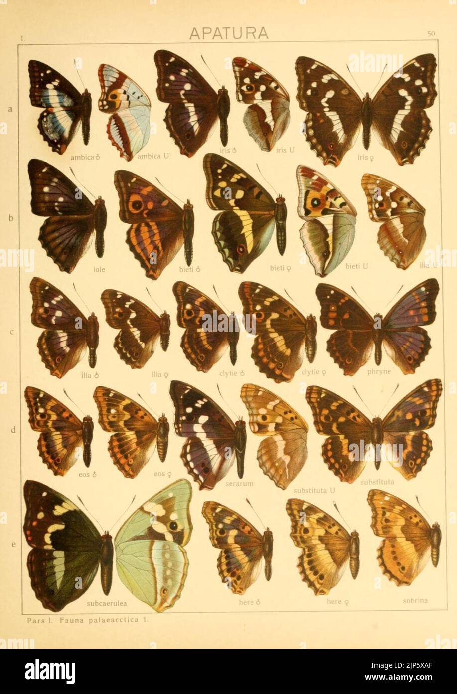 The Macrolepidoptera of the world (Taf. 50) (8145286166 Stock Photo - Alamy