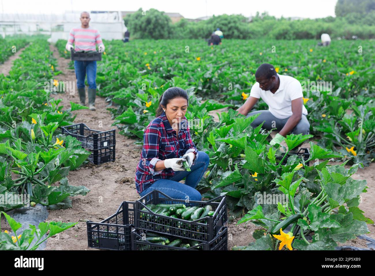 Farm workers gathering crop of zucchini on farm field Stock Photo - Alamy