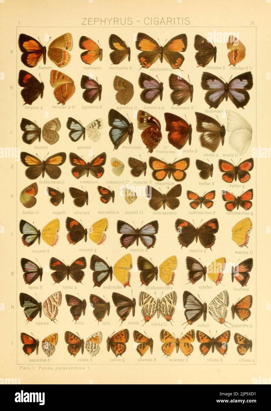 The Macrolepidoptera of the world (Taf. 75) (8145268559 Stock Photo - Alamy