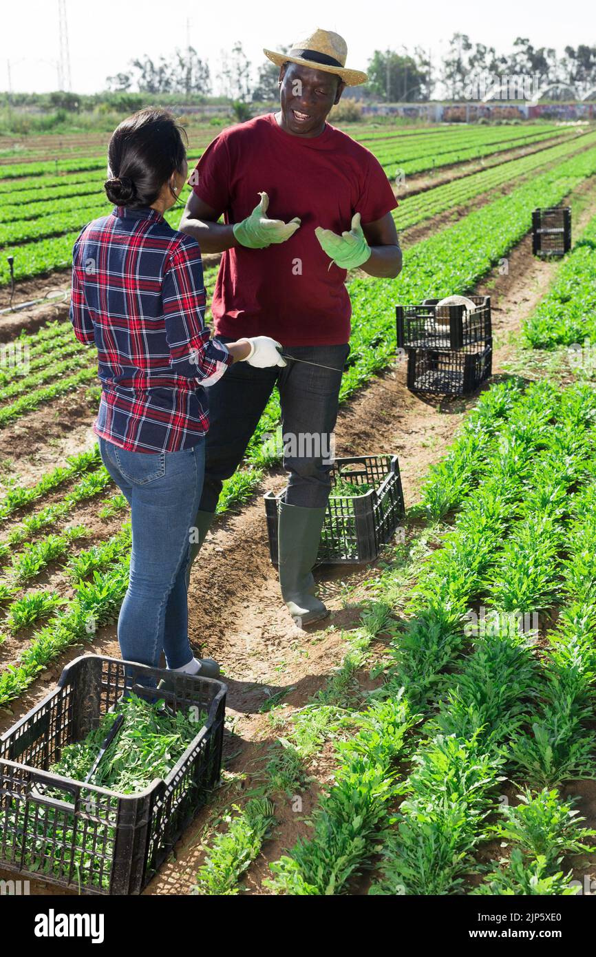 African American farmer friendly talking to Hispanic female worker ...