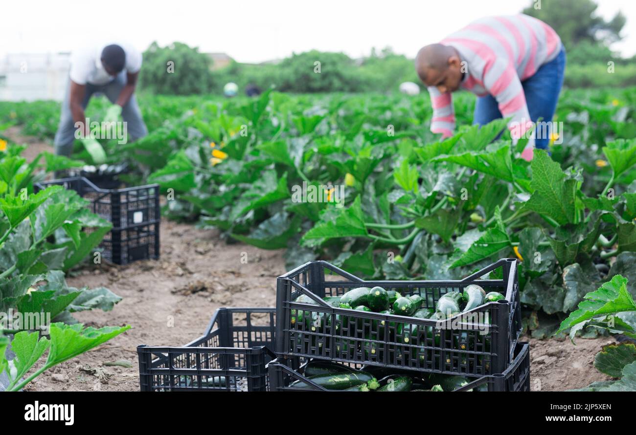 Farmers work on field - harvesting zucchini Stock Photo - Alamy