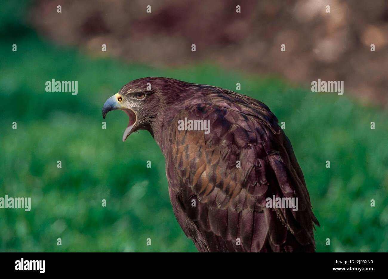 Birds pf prey hi-res stock photography and images - Alamy