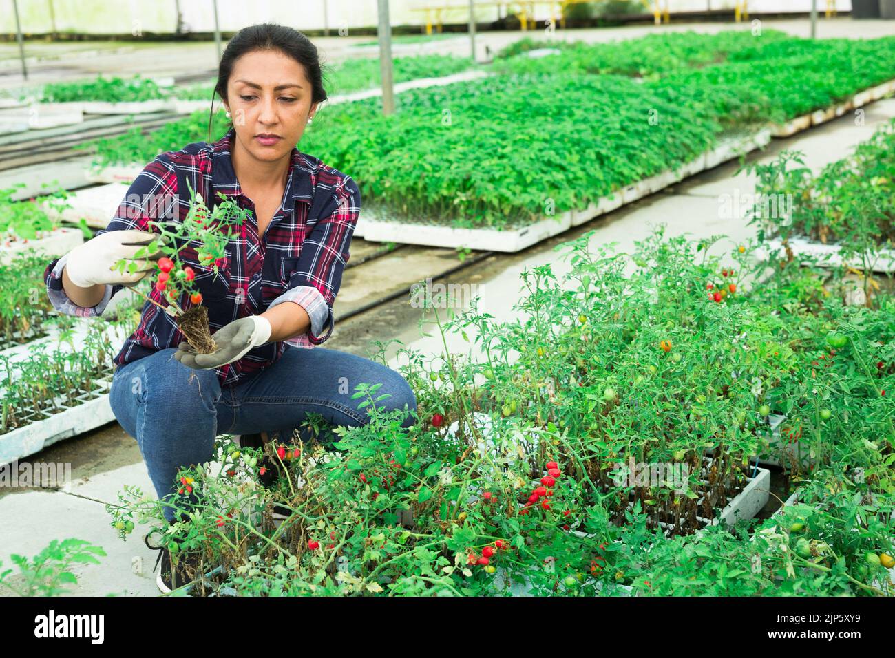 Latina gardener preparing grape tomato seedlings for planting Stock Photo - Alamy
