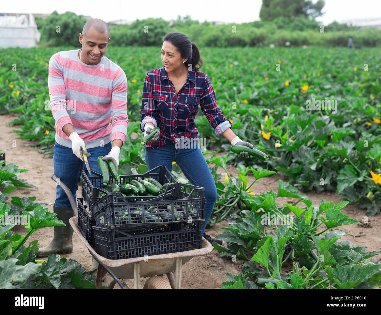Hispanic farm family gathering crop of green courgettes Stock Photo - Alamy